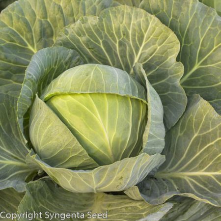 Cabbage Seeds - Fairbanks Seeds New Zealand