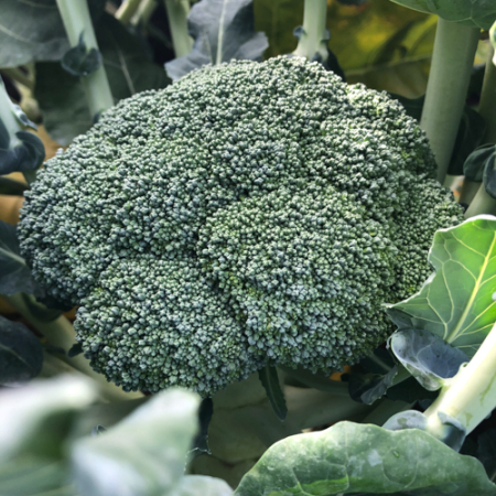 Broccoli - Mclaren F1 - Fairbanks Seeds New Zealand