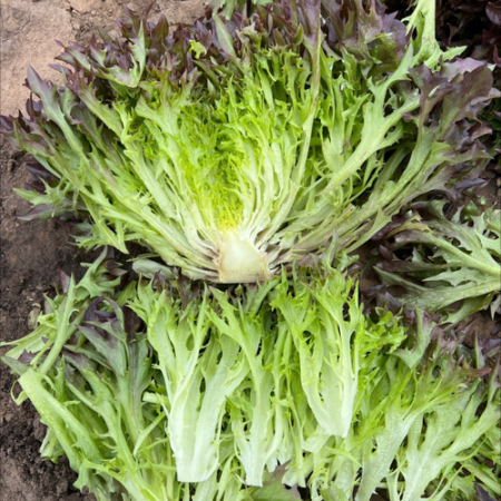 Multileaf Lettuce - Classio - Fairbanks Seeds New Zealand