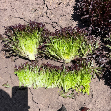 Multileaf Lettuce - Classio - Fairbanks Seeds New Zealand