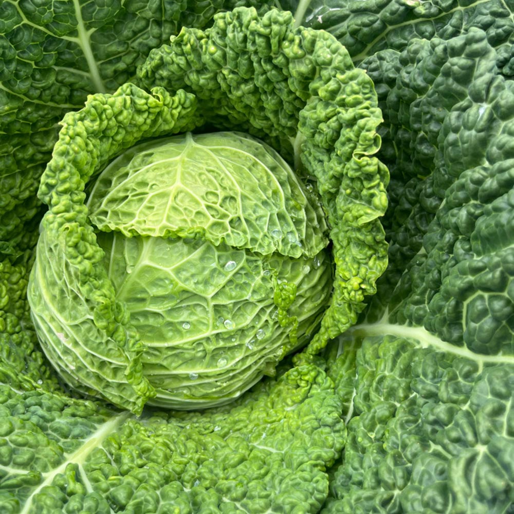 Cabbage - Atractum F1 - Fairbanks Seeds New Zealand