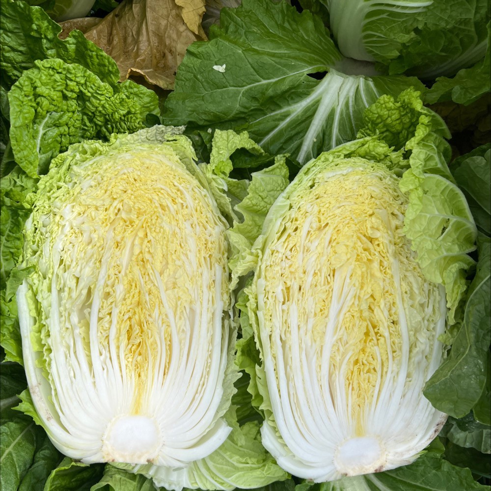 Chinese Cabbage - Annie F1 - Fairbanks Seeds New Zealand