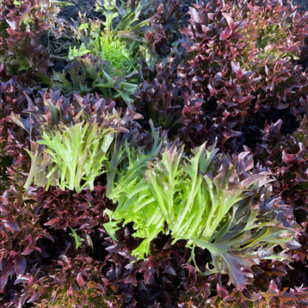 Multileaf Lettuce - Classio - Fairbanks Seeds New Zealand