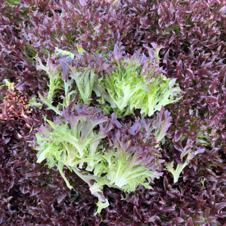 Multileaf Lettuce - Classio - Fairbanks Seeds New Zealand