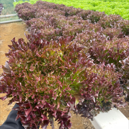 Multileaf Lettuce - Classio - Fairbanks Seeds New Zealand