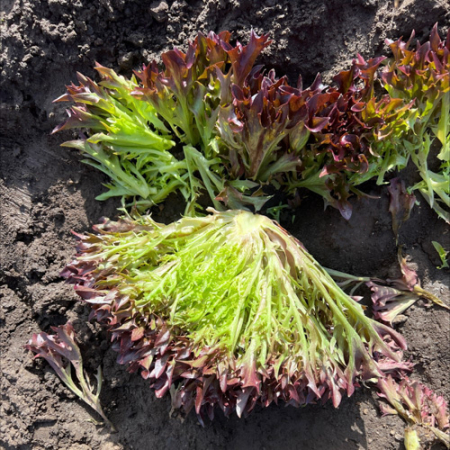 Multileaf Lettuce - Classio - Fairbanks Seeds New Zealand