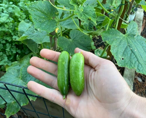 Lebanese Cucumber – Tiny Tot F1 - Fairbanks Seeds New Zealand