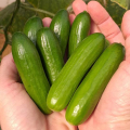 Lebanese Cucumber – Tiny Tot F1 - Fairbanks Seeds New Zealand
