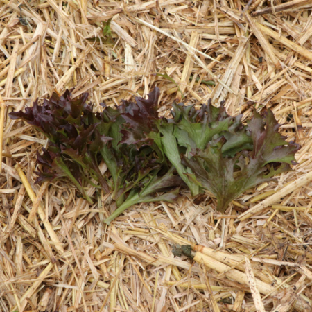 Multileaf Lettuce - Classio - Fairbanks Seeds New Zealand
