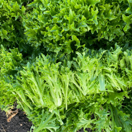 Multileaf Lettuce - Juninio - Fairbanks Seeds New Zealand
