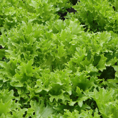 Multileaf Lettuce - Juninio - Fairbanks Seeds New Zealand