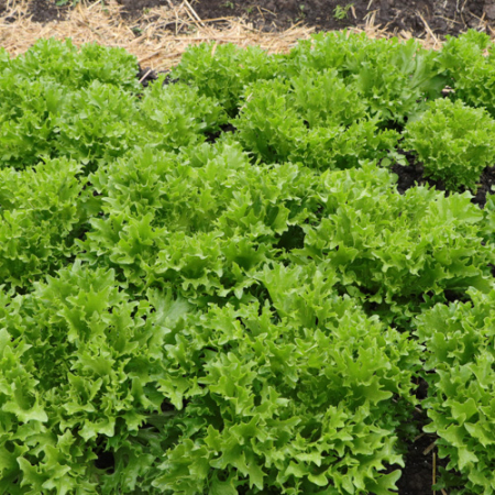 Multileaf Lettuce - Juninio - Fairbanks Seeds New Zealand