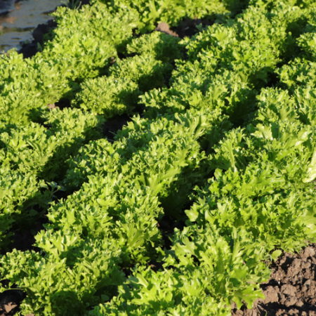 Multileaf Lettuce - Juninio - Fairbanks Seeds New Zealand
