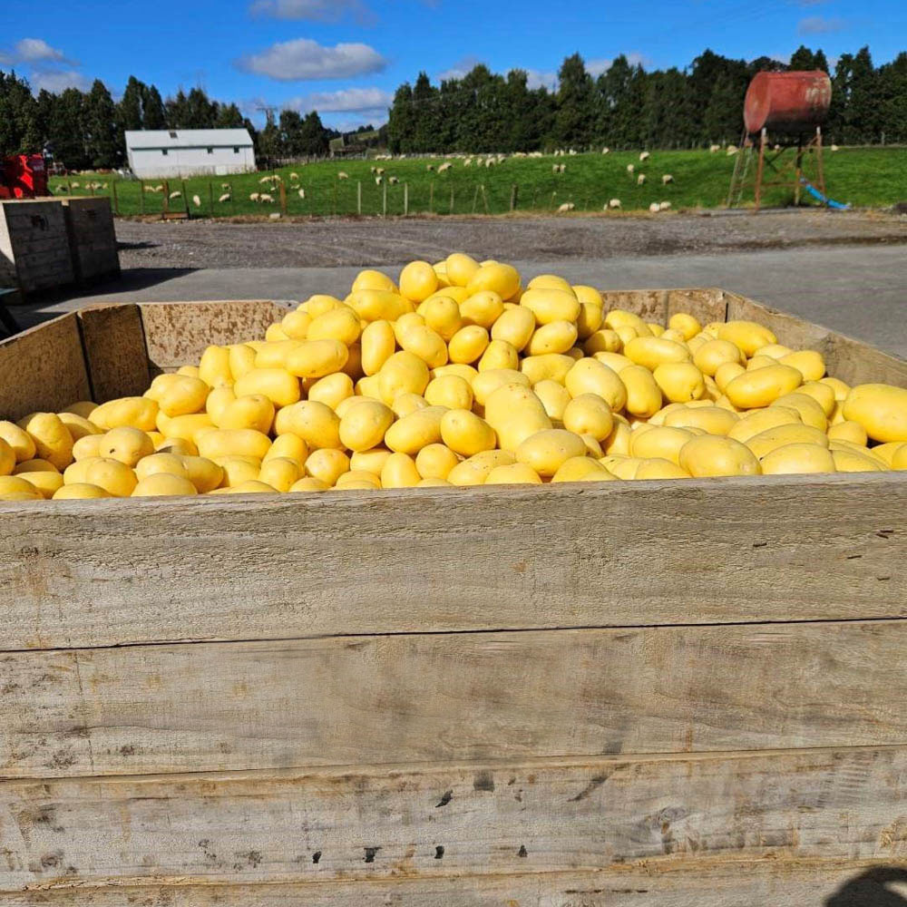 Potato - Natascha - Fairbanks Seeds New Zealand