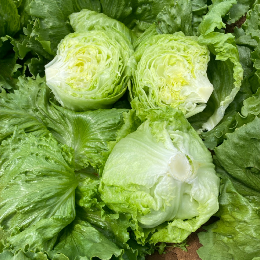 Iceberg Lettuce - Ice Willow - Fairbanks Seeds New Zealand