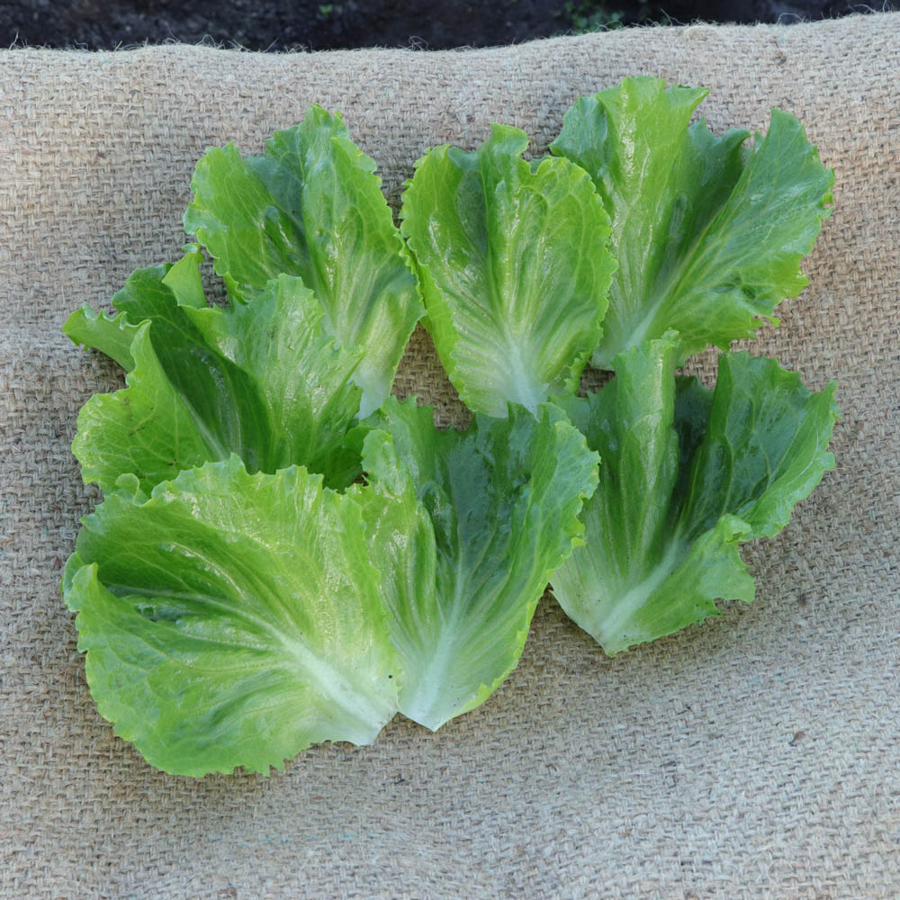 Multileaf Lettuce - Grewger - Fairbanks Seeds New Zealand